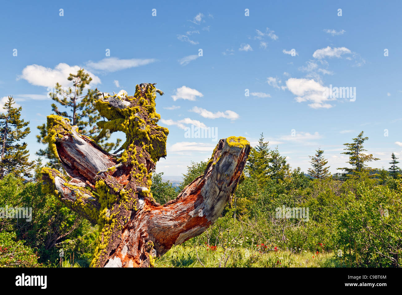 Rotten moss covered stump among living green shrubs and trees on a ...