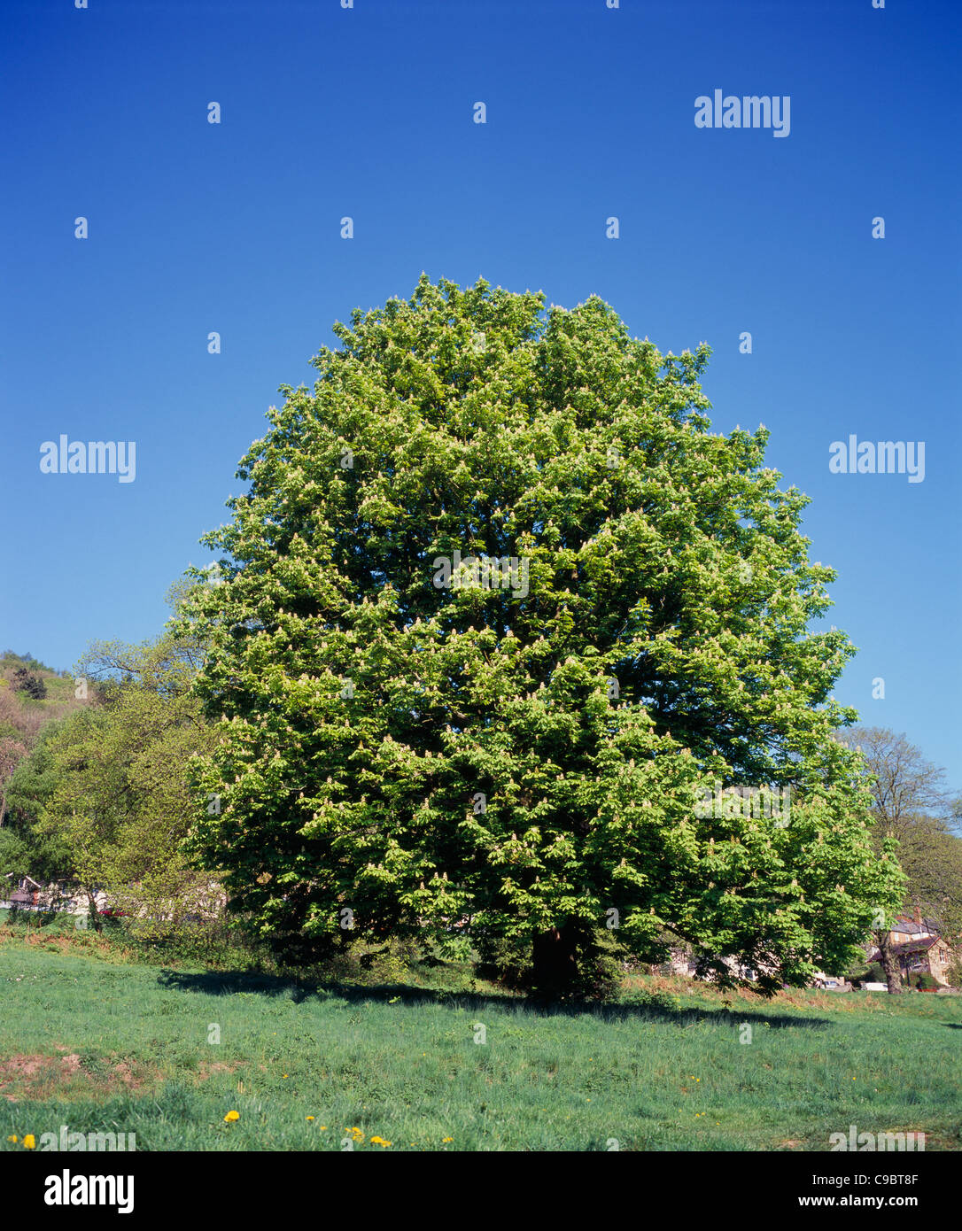 England Worcestershire Trees Horse chestnut Aesculus hippocastanum ...