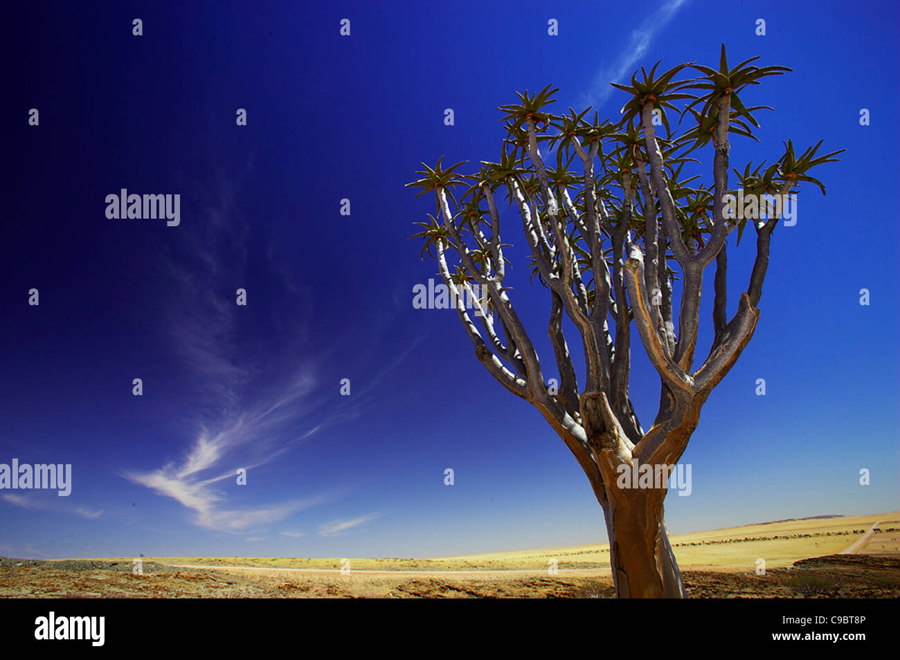 Richtersveld, Northern Cape Province, South Africa Stock Photo - Alamy