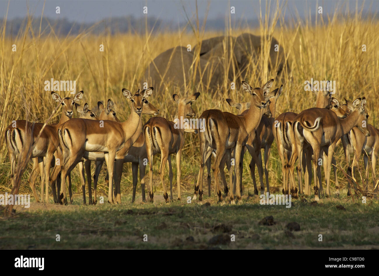 Impala Aepyceros melampus herd African Bush Elephant Loxodonta Africana ...