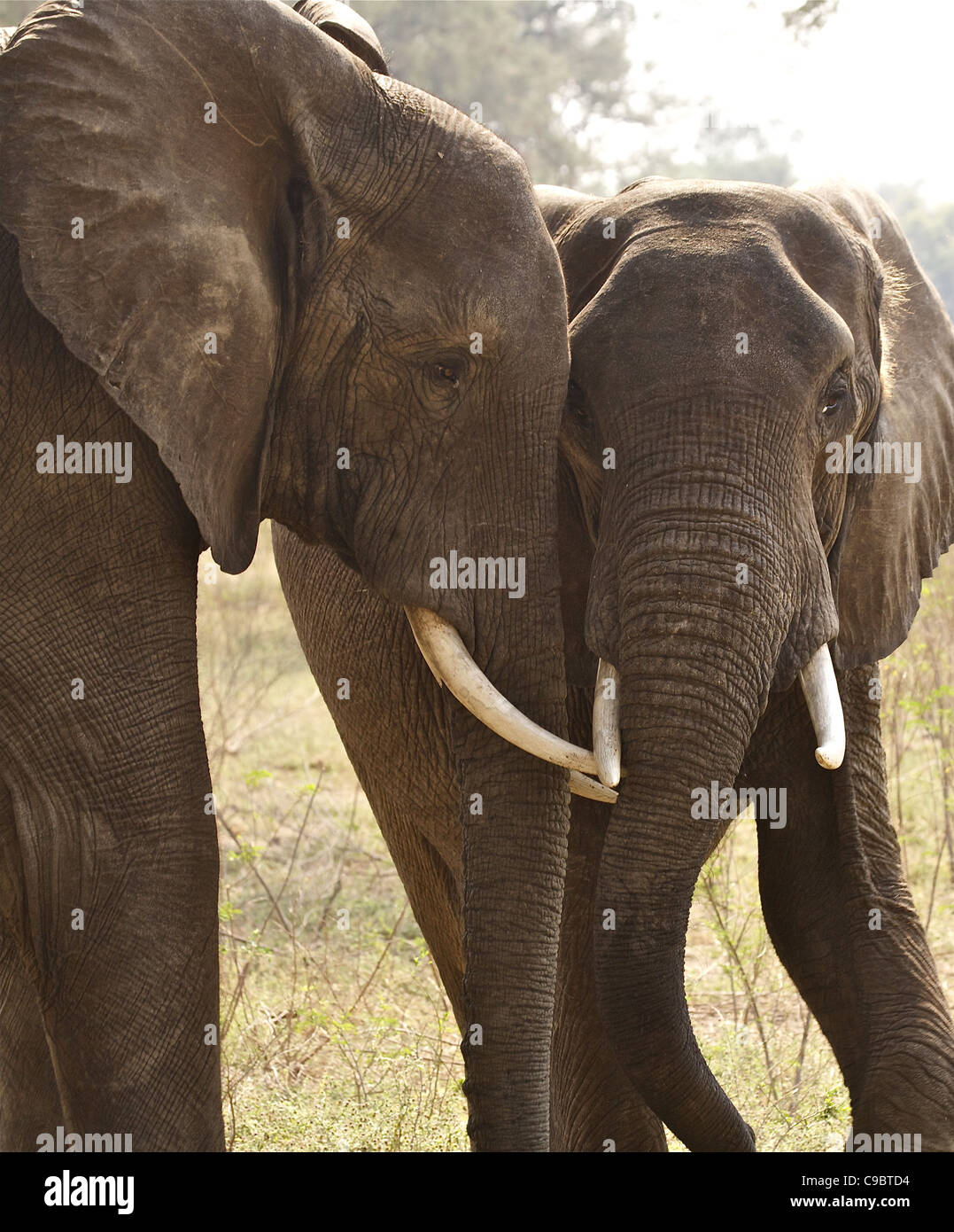 Submissive behavior animals hi-res stock photography and images - Alamy