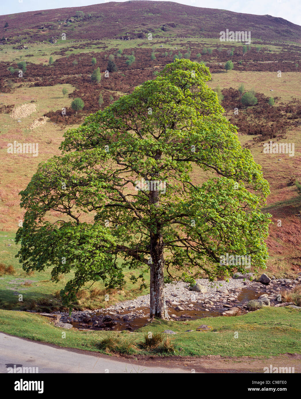 Wales, Powys, Trees, Sycamore, Acer pseudoplatanus. Single, mature tree ...