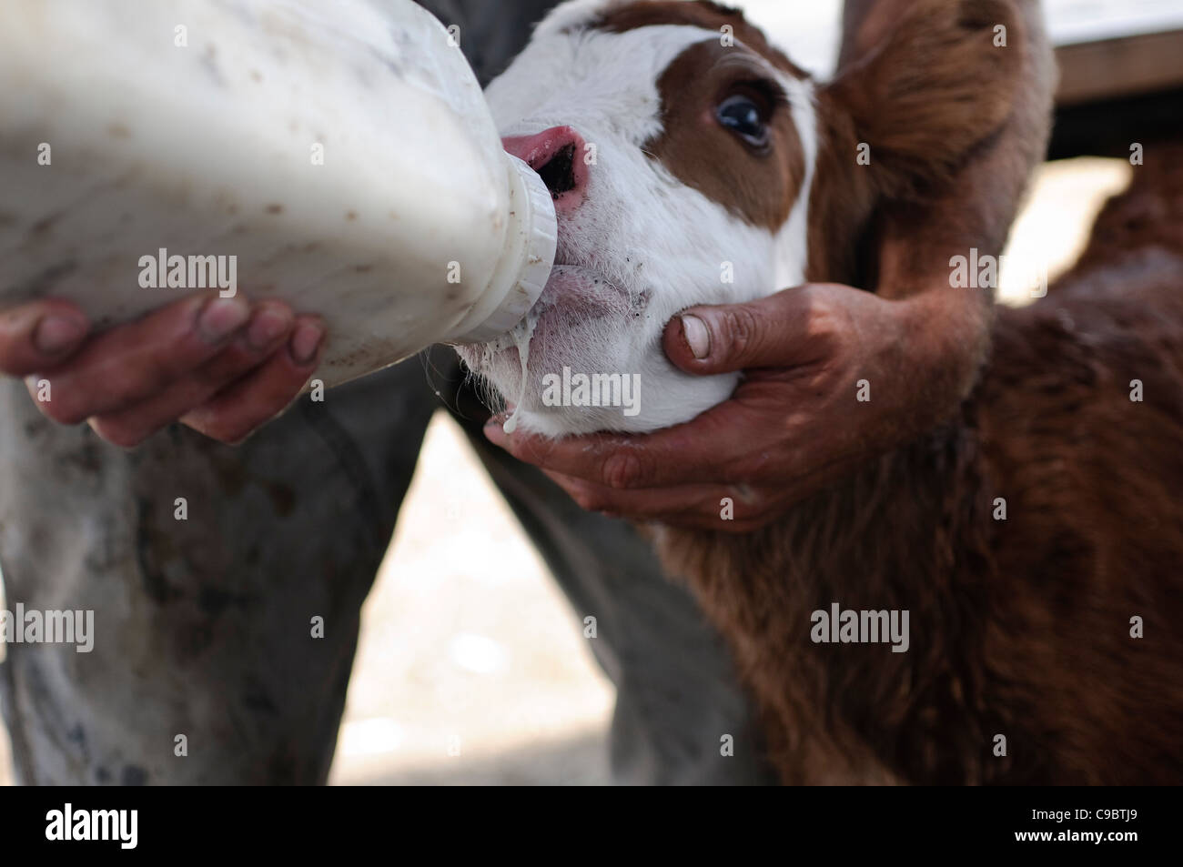 Beef cattle breeding In Israel, Mount Carmel. Farmer feeds a calf with ...