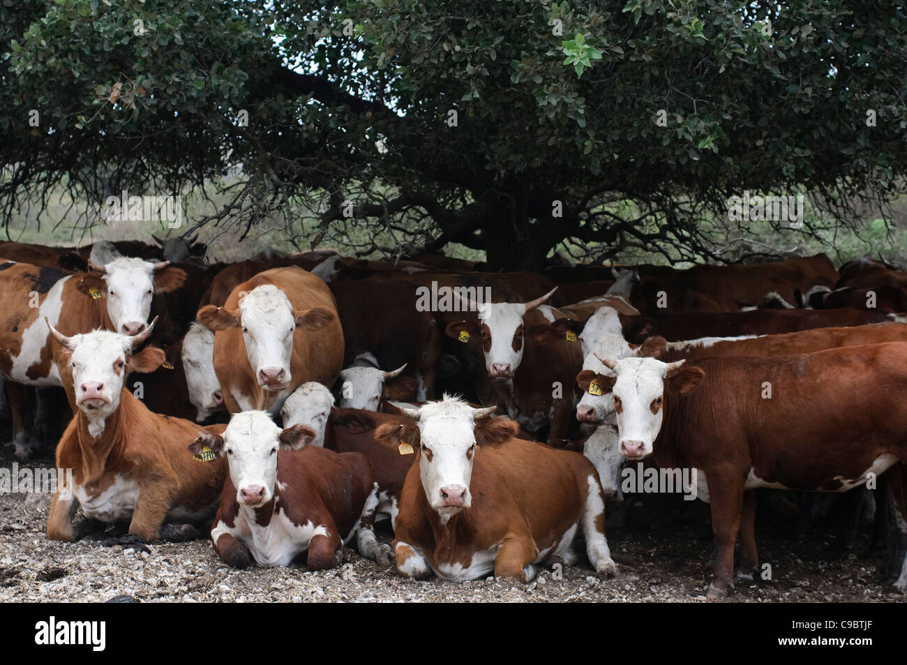 Beef cattle breeding In Israel, Mount Carmel The herd huddle in the ...