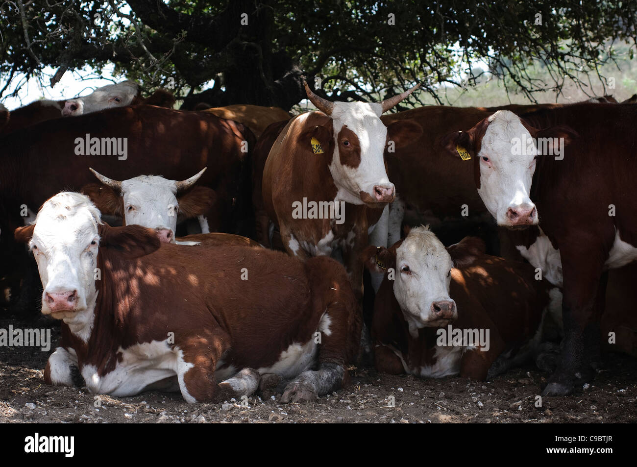 Beef cattle breeding In Israel, Mount Carmel The herd huddle in the ...