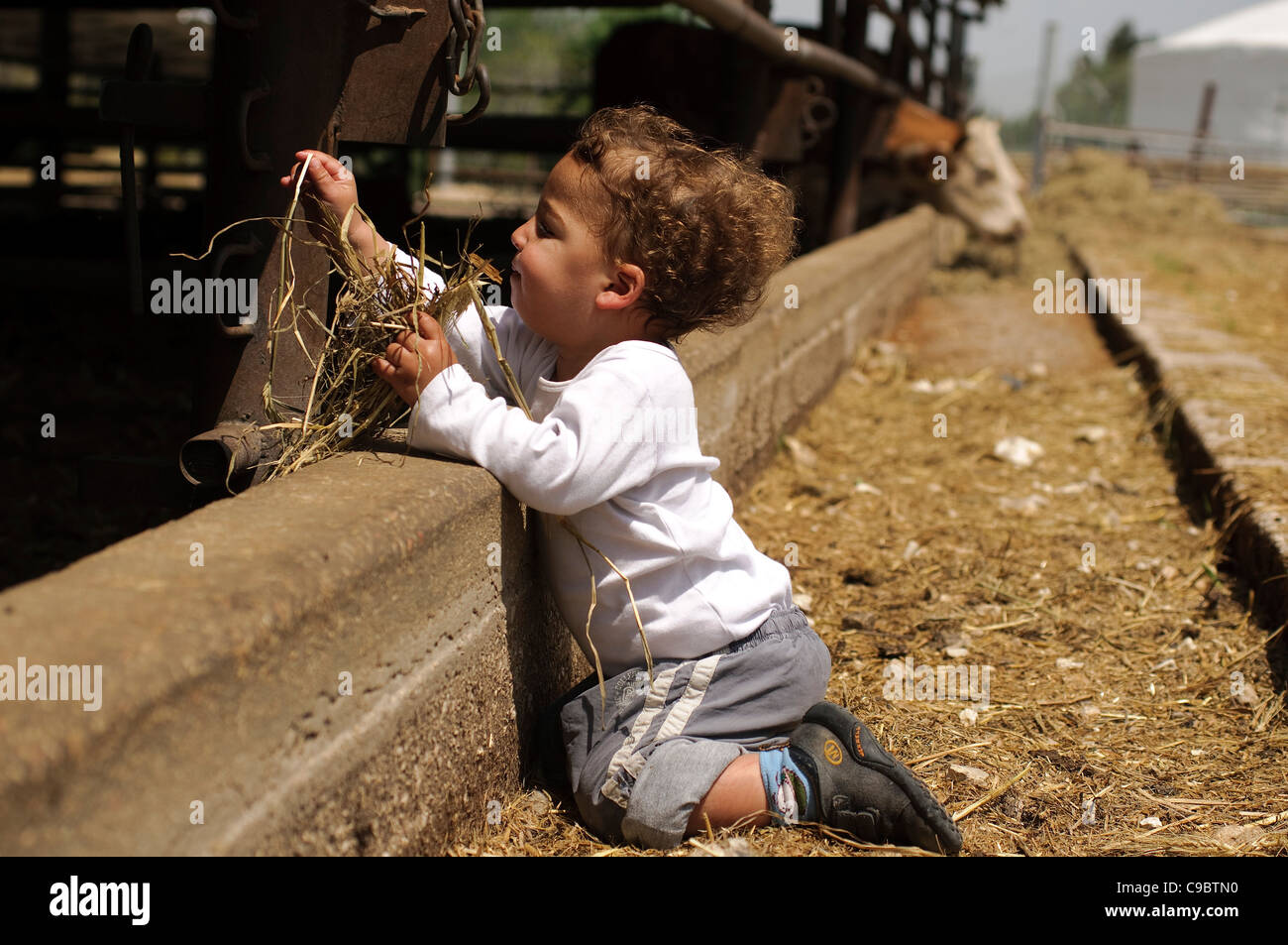 Two year baby boy feeds a cow on a dairy farm Stock Photo - Alamy