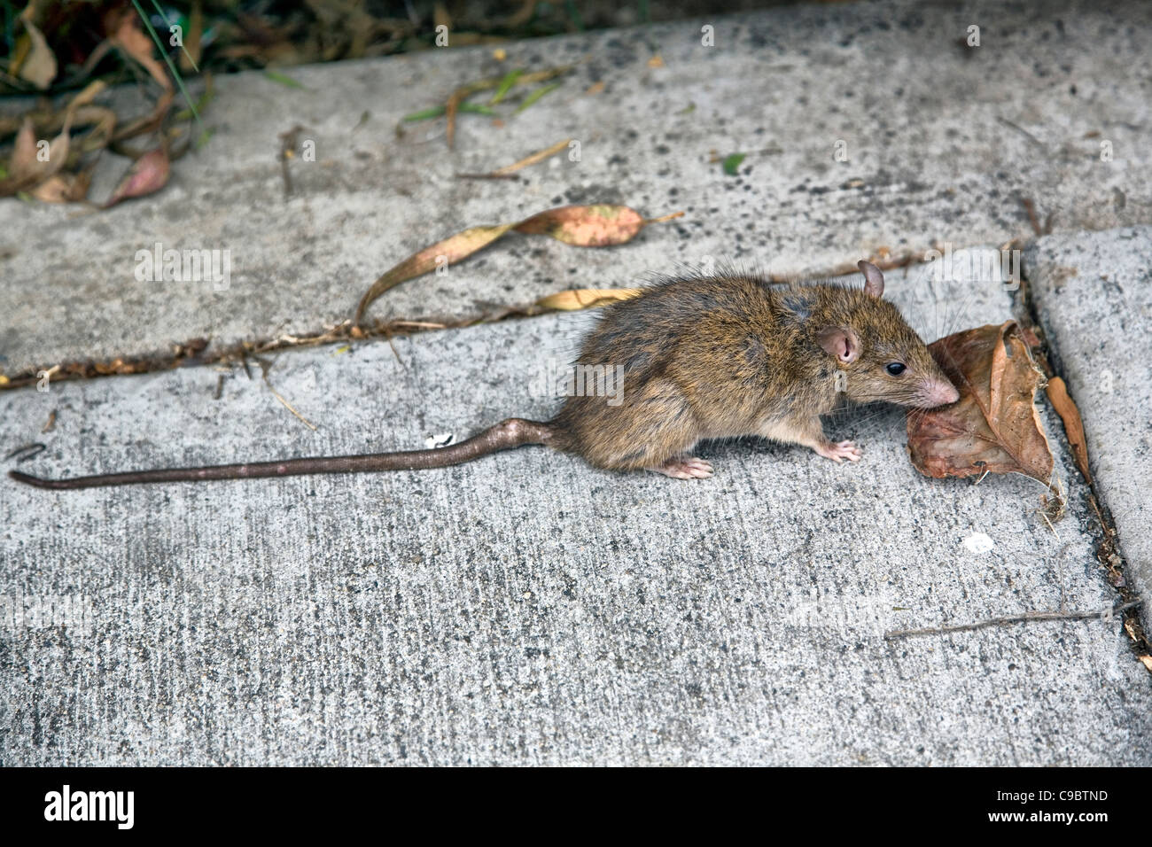 California mouse hi-res stock photography and images - Alamy