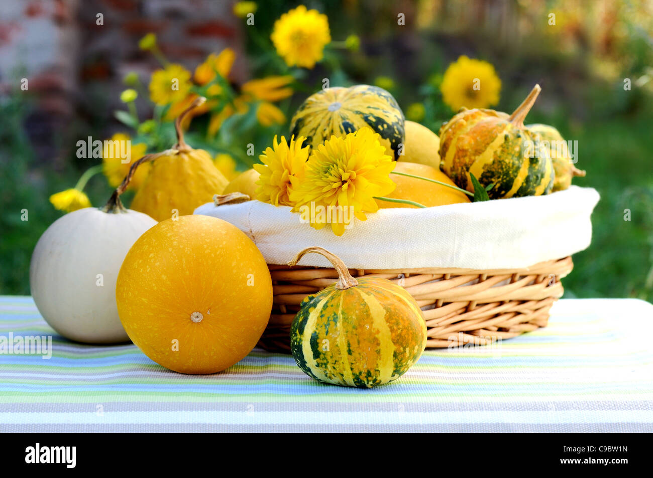 Still life with pumpkins Stock Photo - Alamy
