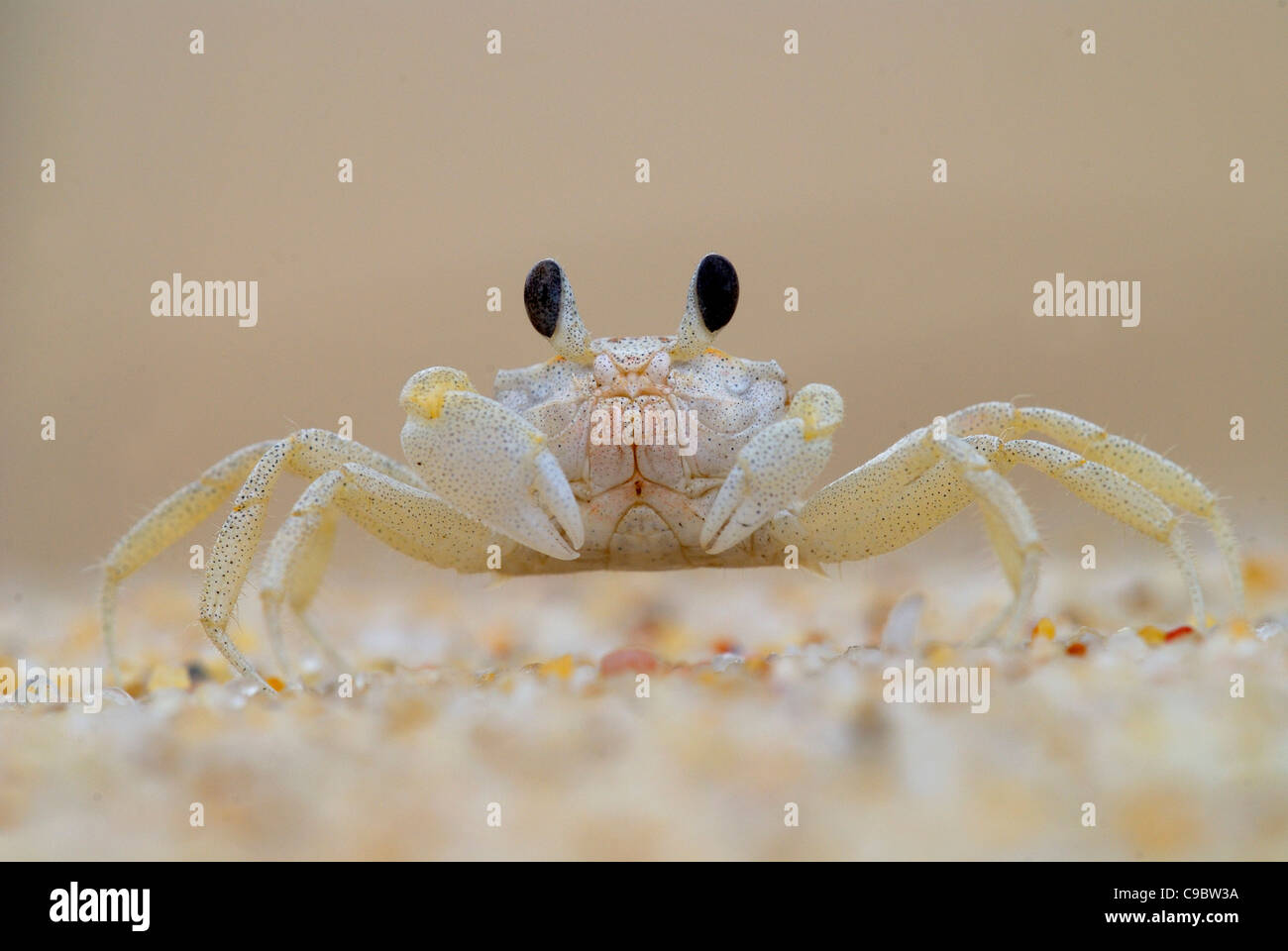 Common Ghost Crab Ocypode cordimana Australia Stock Photo - Alamy