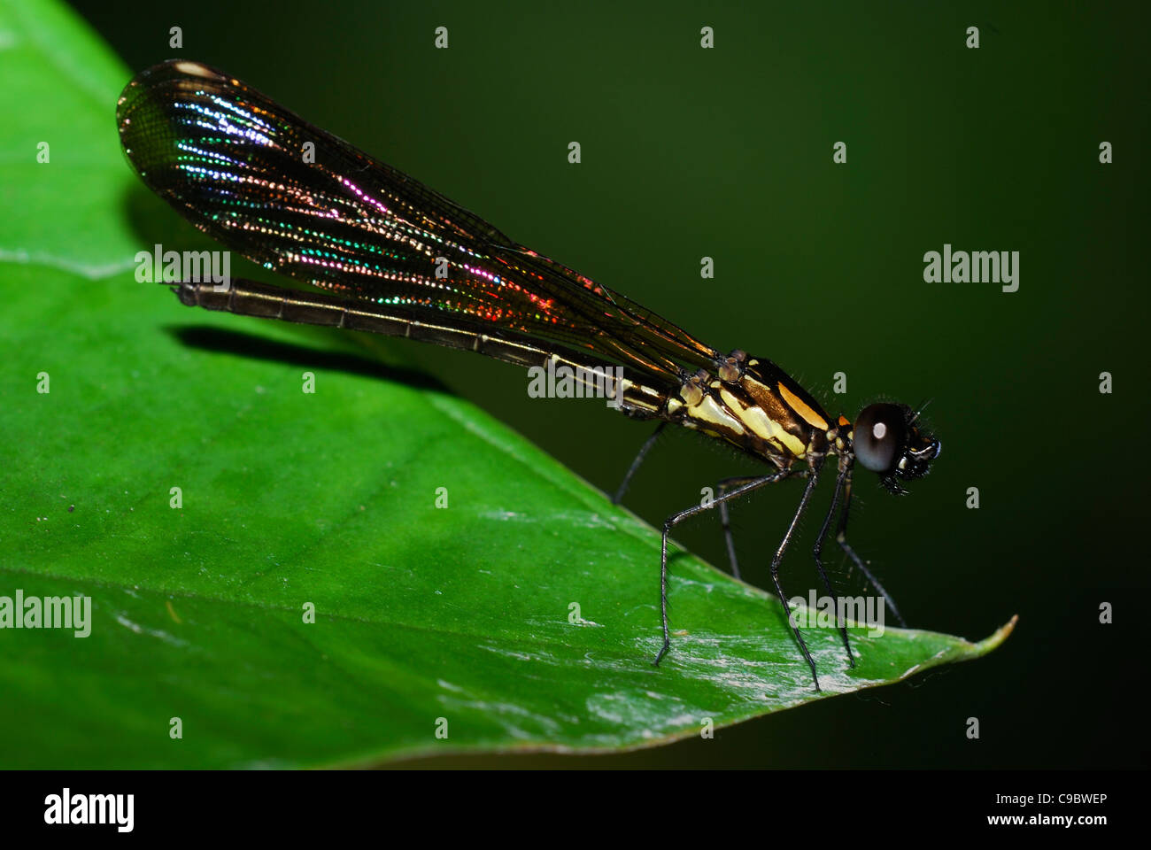 Chlorocyphidae hi-res stock photography and images - Alamy