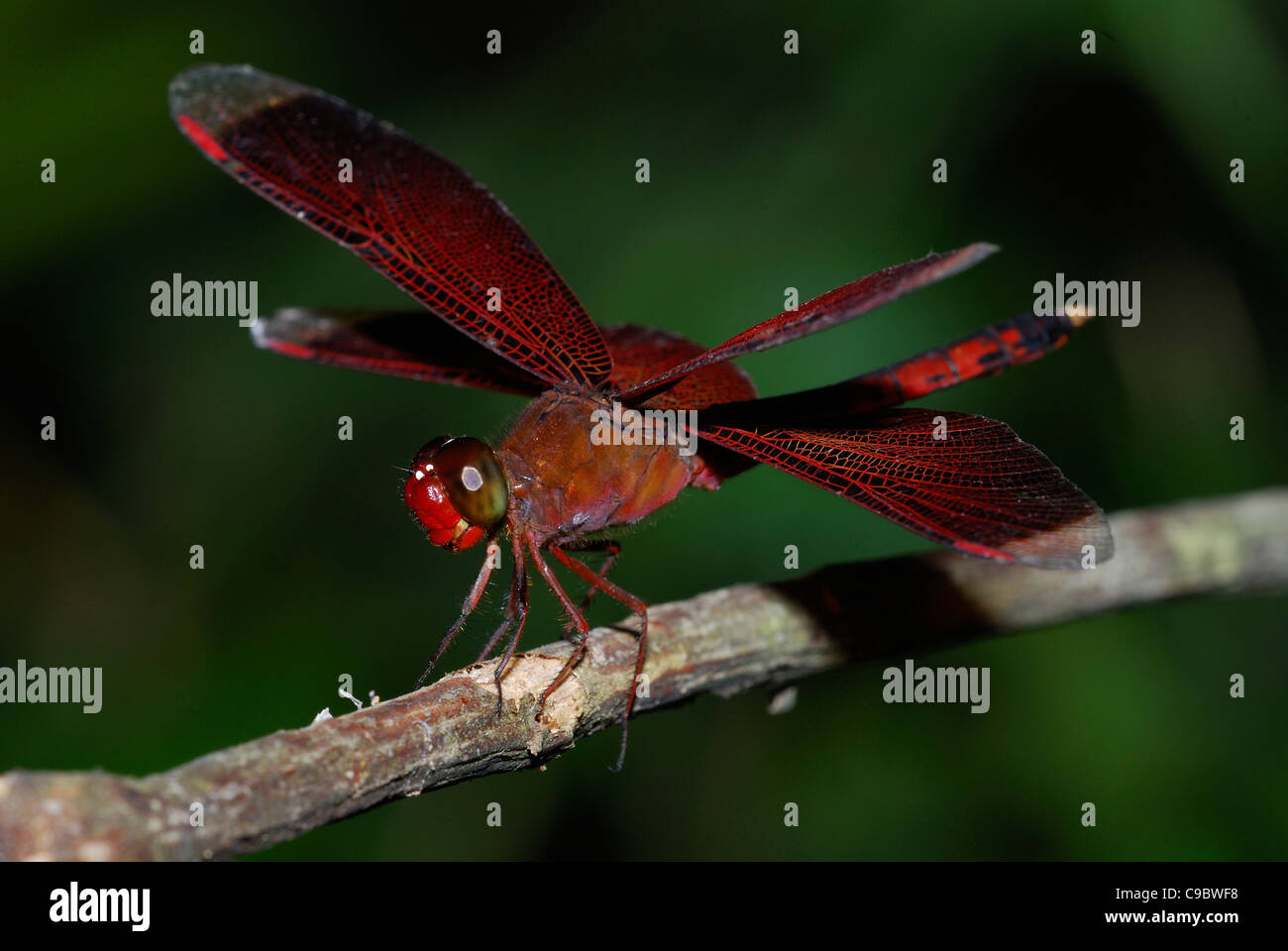 Red' Grasshawk dragonfly Neurothemis sp. Ubud Bali Indonesia Stock ...