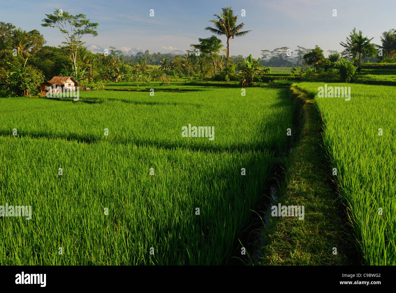 Rice fields Ubud Bali Indonesia green Stock Photo - Alamy