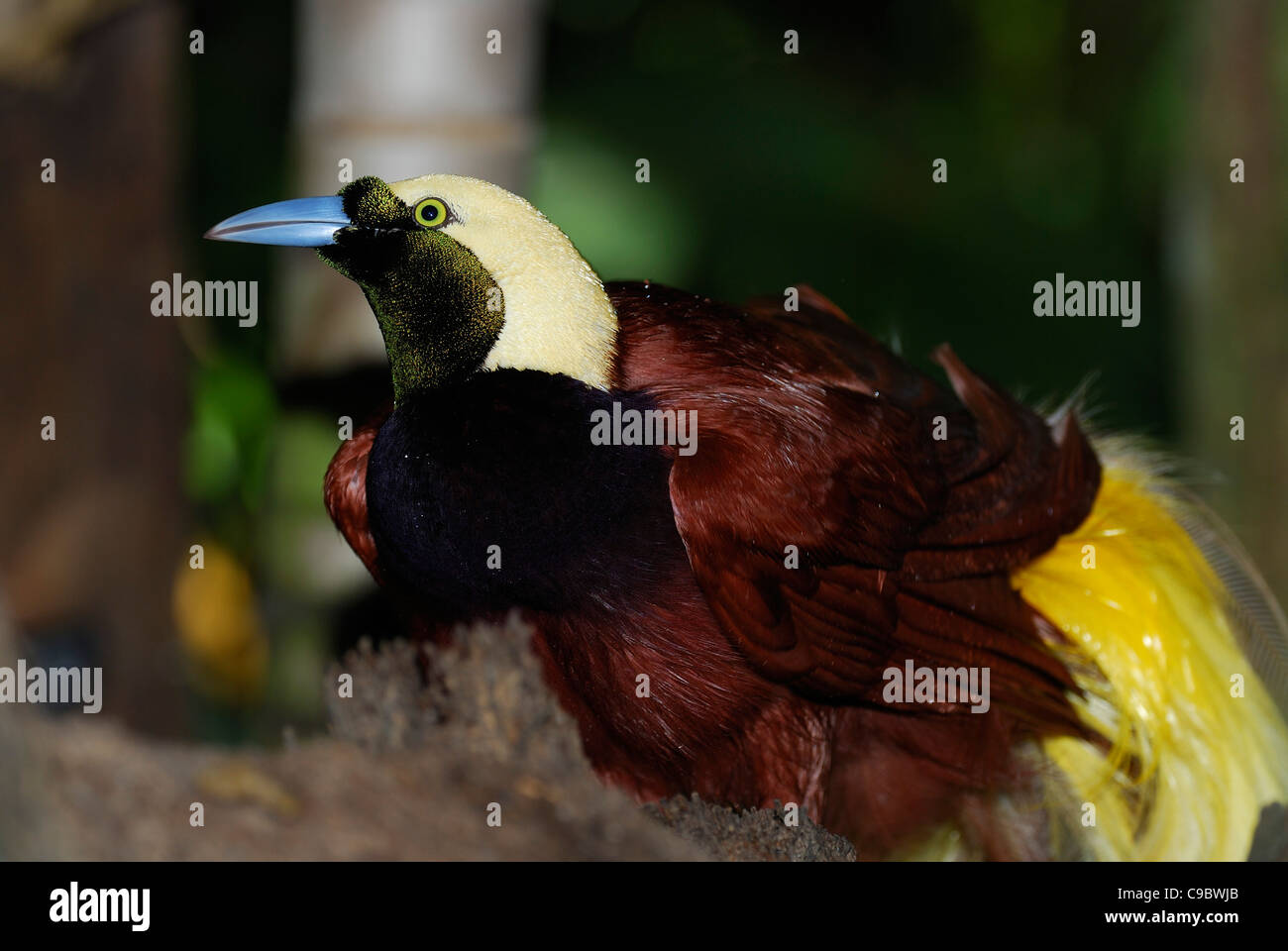 Greater bird of paradise hi-res stock photography and images - Alamy
