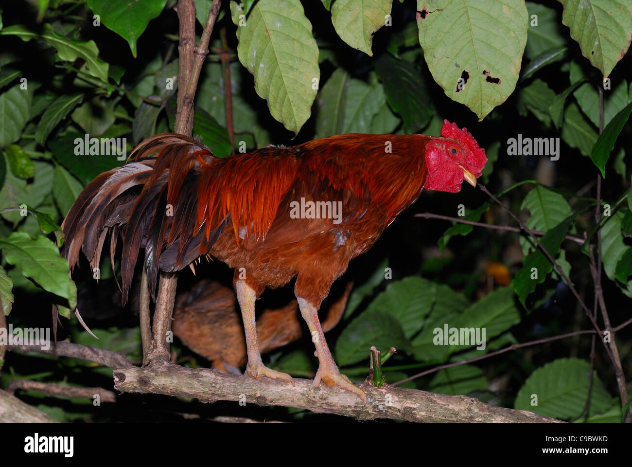 Domestic fowl roosting in tree Ubud Bali Indonesia Stock Photo - Alamy