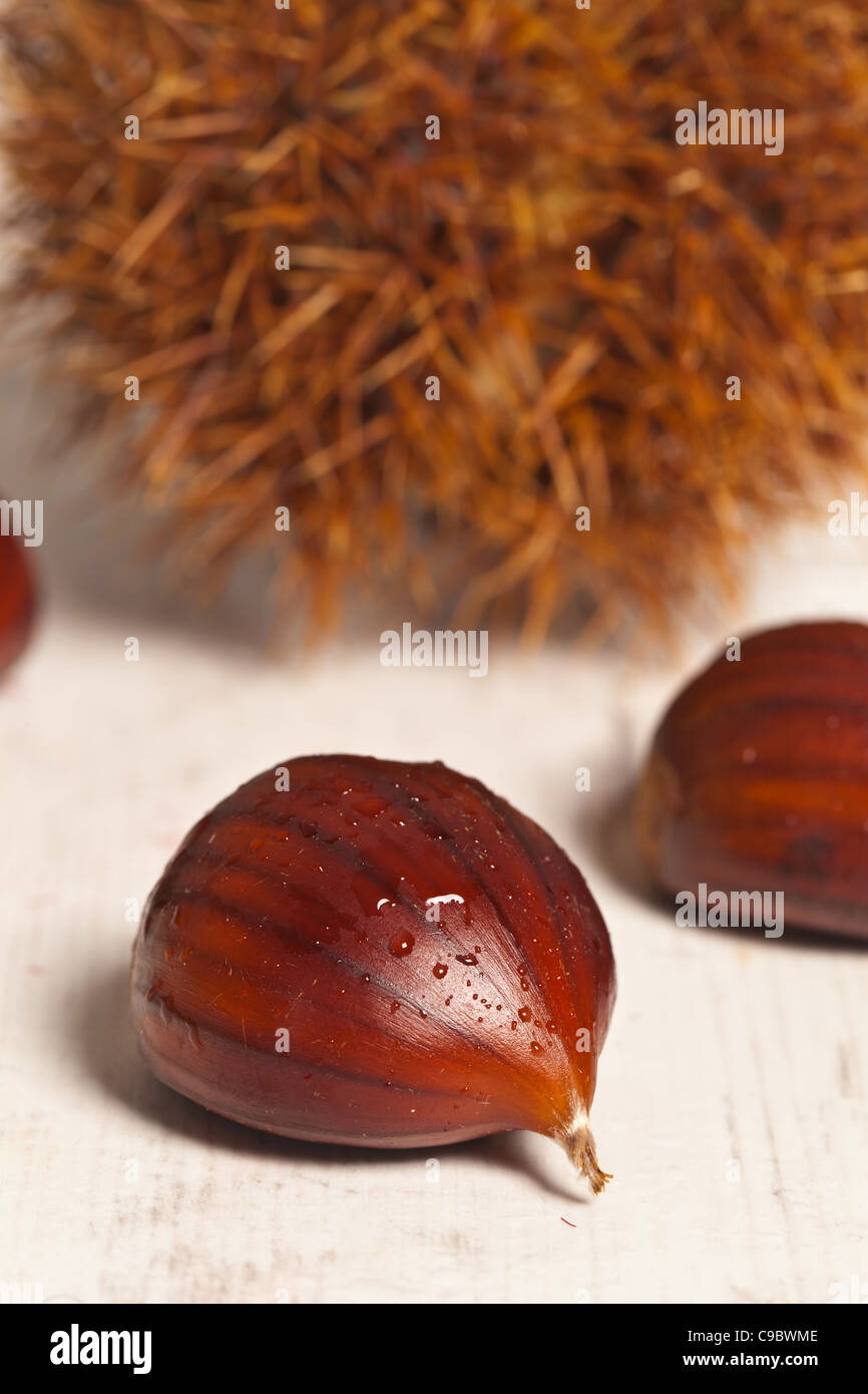 Fresh chestnut fruit typical in Autumn season Stock Photo - Alamy