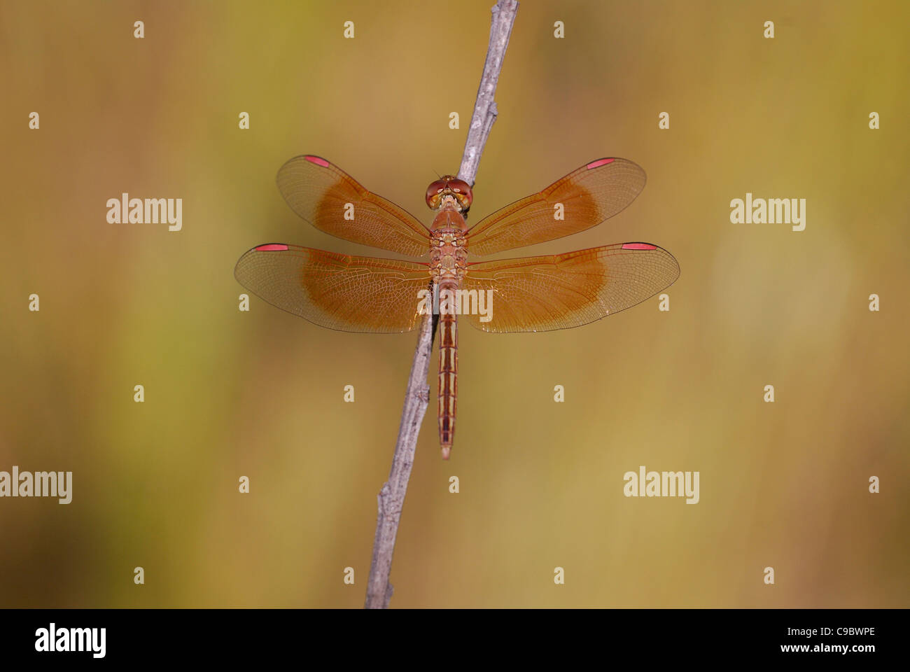 Painted Grasshawk Dragonfly Neurothemis stigmatizans stigmatizans ...