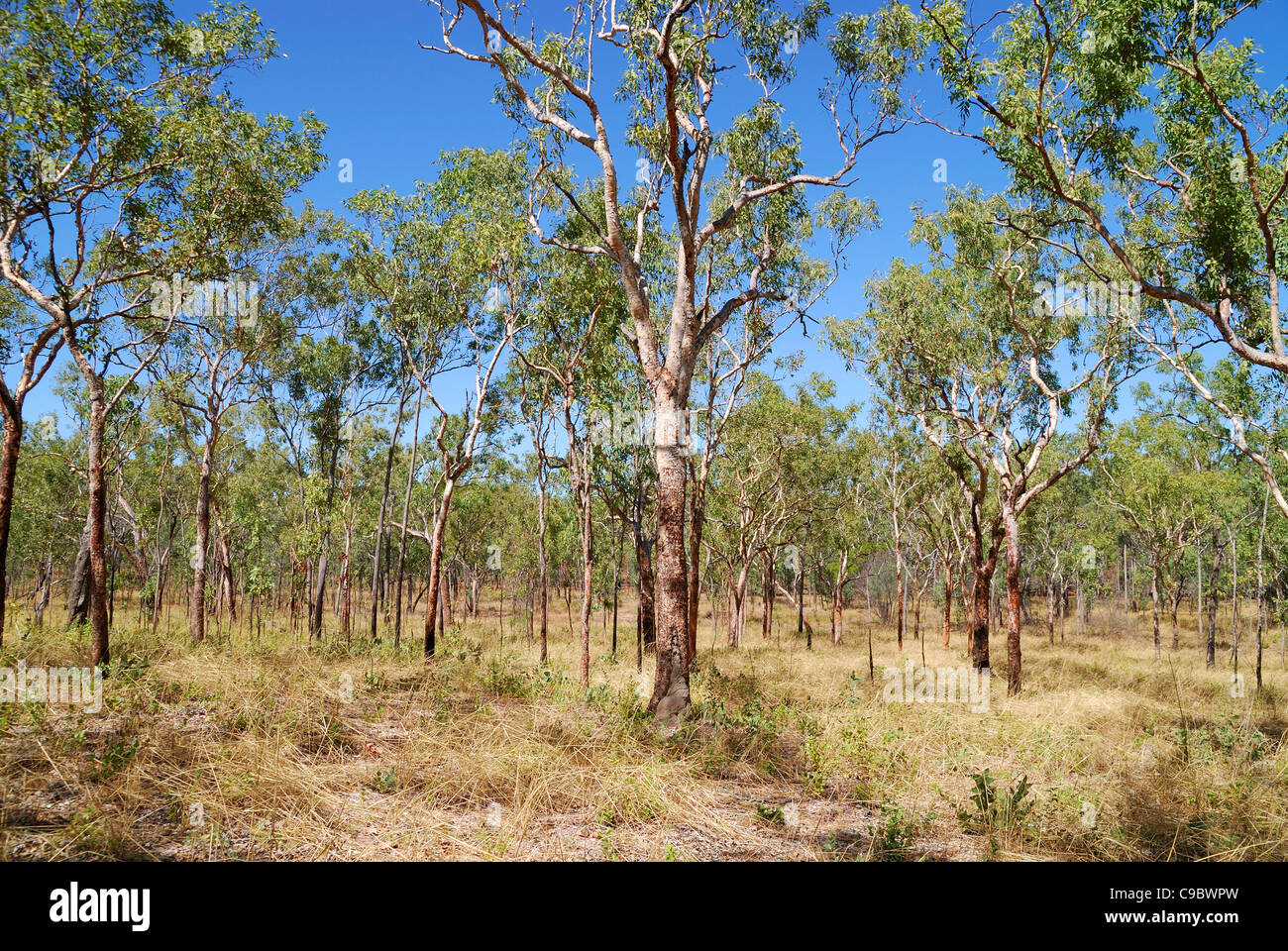 Dry eucalyptus woodland Kakadu National Park Australia outback Stock ...