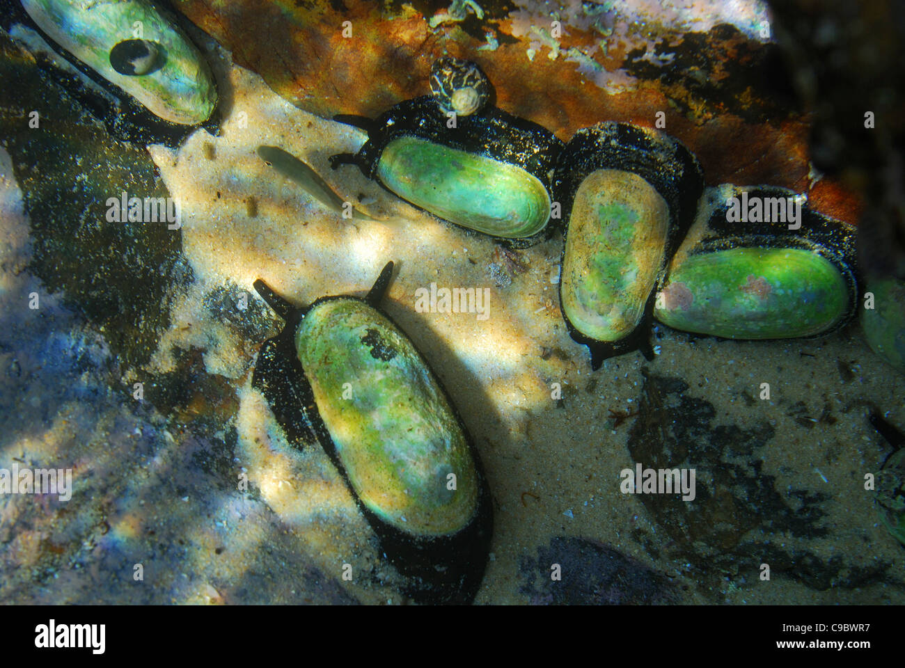 Elephant Snails Scutus antipodes Australia Stock Photo - Alamy