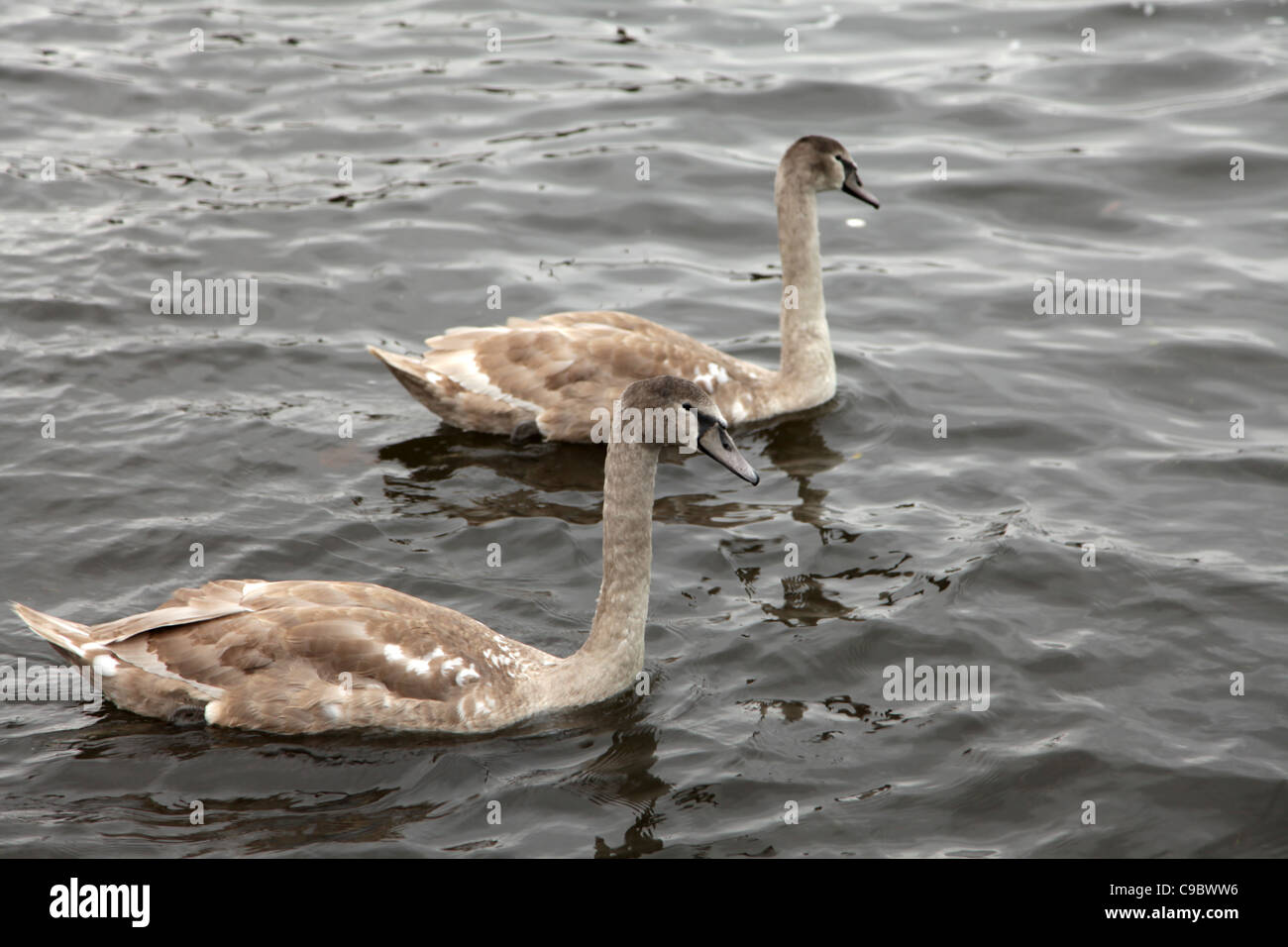 Two swans swimming together Stock Photo - Alamy