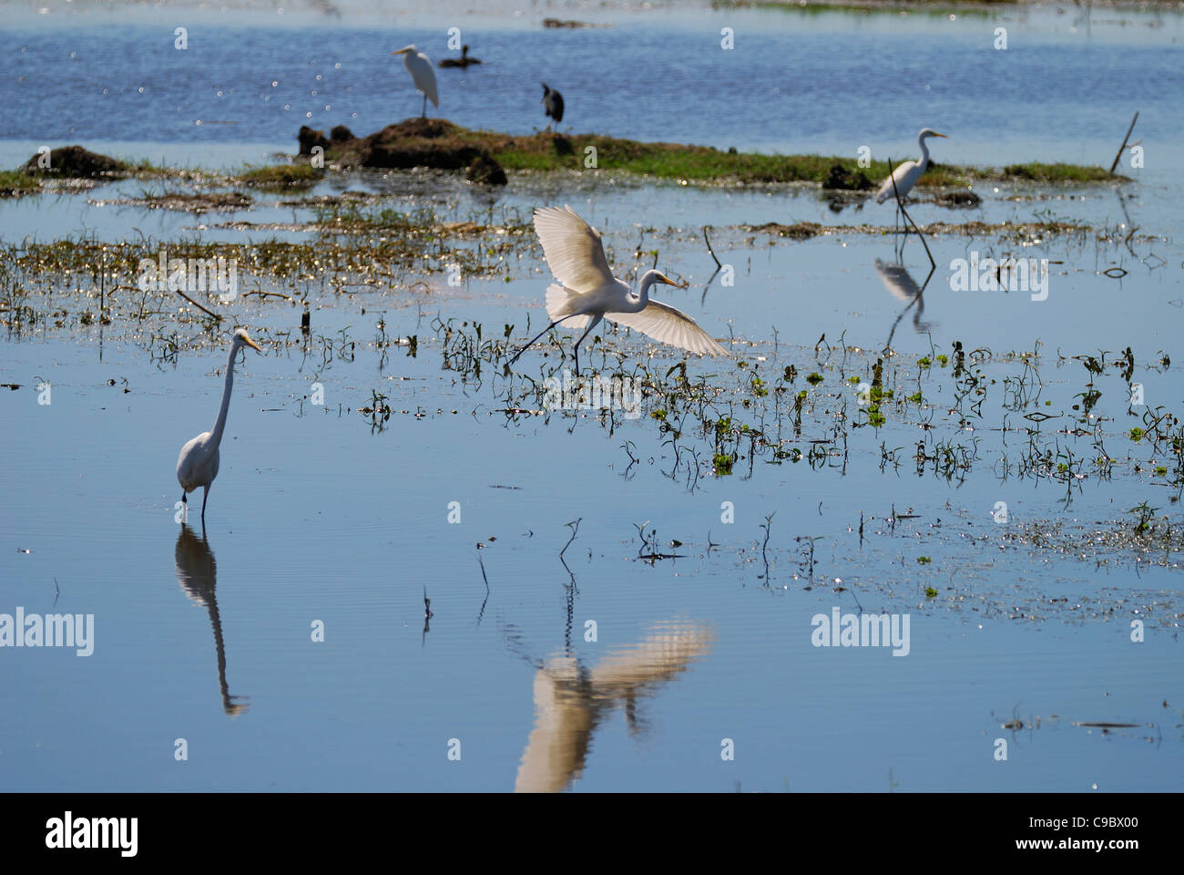 Intermediate Egrets Stock Photos & Intermediate Egrets Stock Images - Alamy