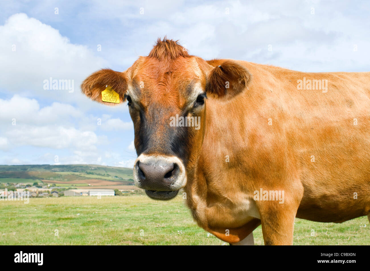 A Jersey cow chewing grass in the sunshine Stock Photo - Alamy