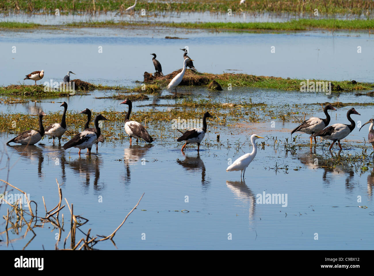 Fogg Dam Conservation Reserve tropical wetland Magpie Geese Stock Photo ...