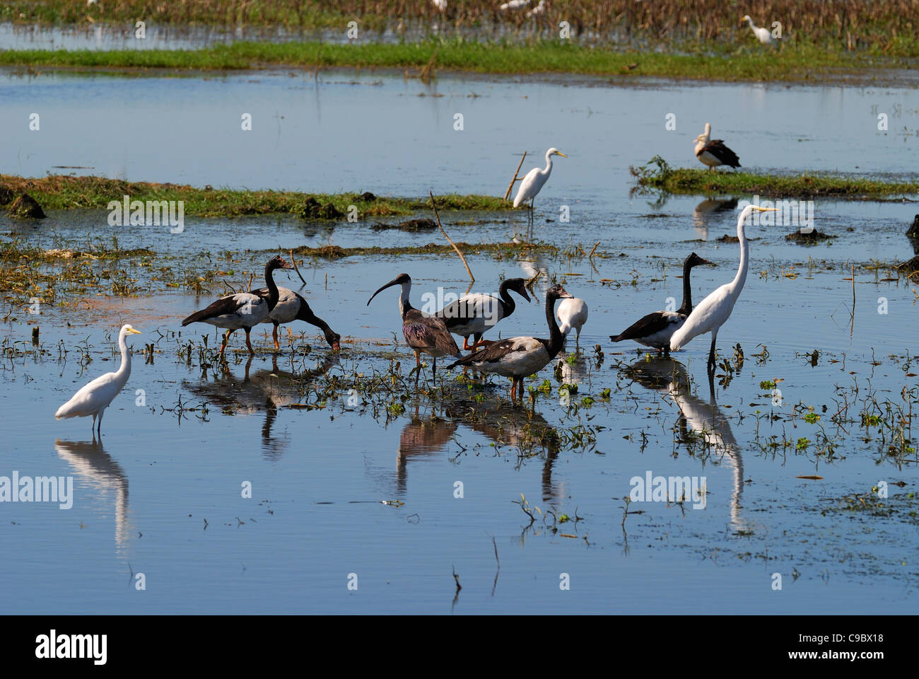 Fogg Dam Conservation Reserve tropical wetland Magpie Geese Stock Photo ...
