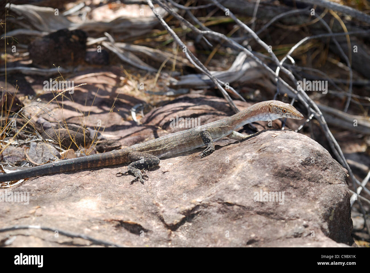 Long-tailed Rock Monitor Varanus glebopalma Litchfield National Park ...