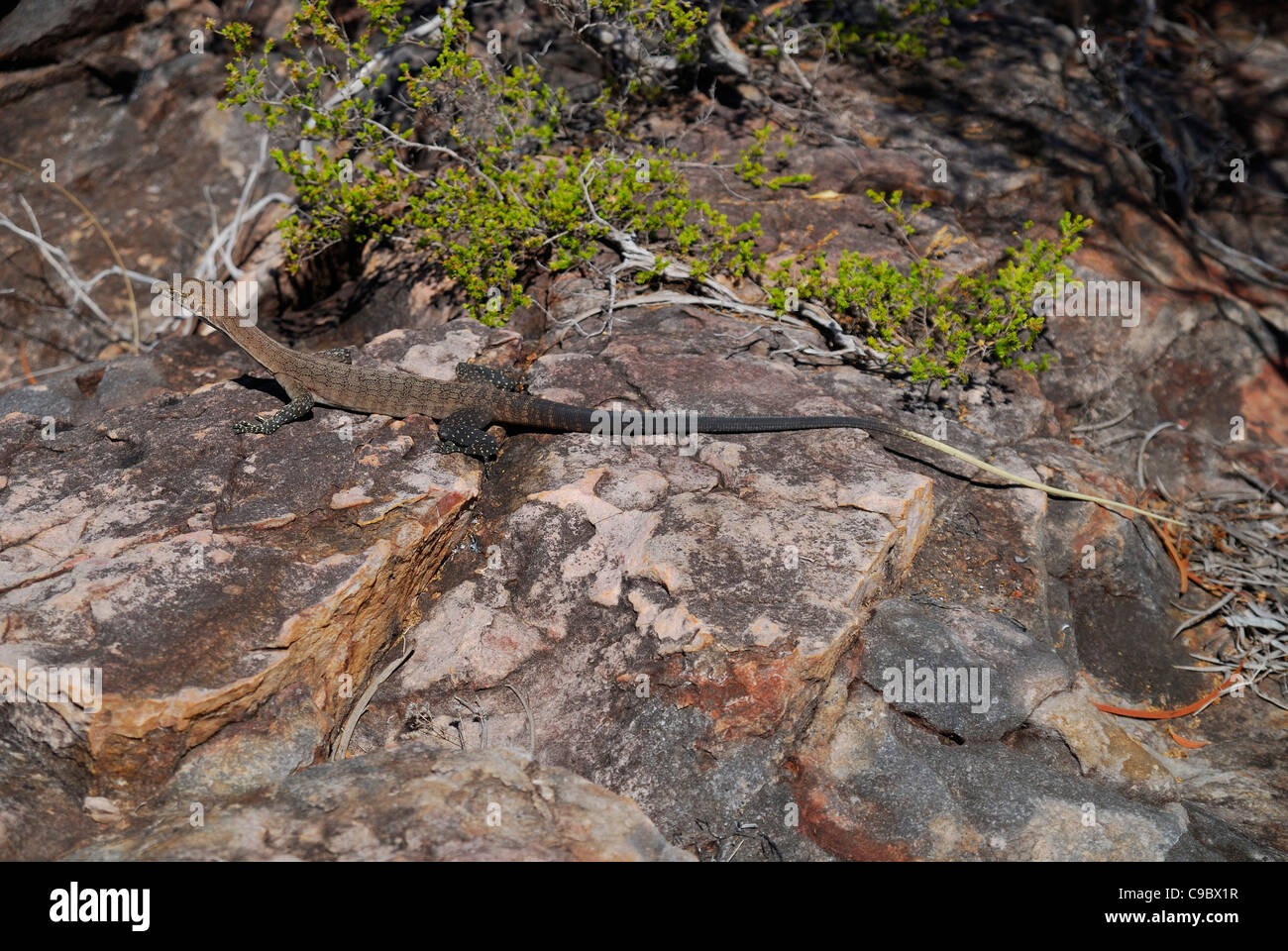 Long-tailed Rock Monitor Varanus glebopalma Litchfield National Park ...
