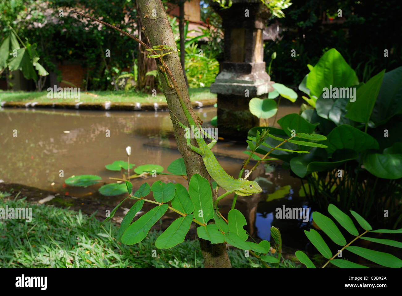 Green Tree Dragon Green Crested Lizard Borneo Bloodsucker Stock Photo ...