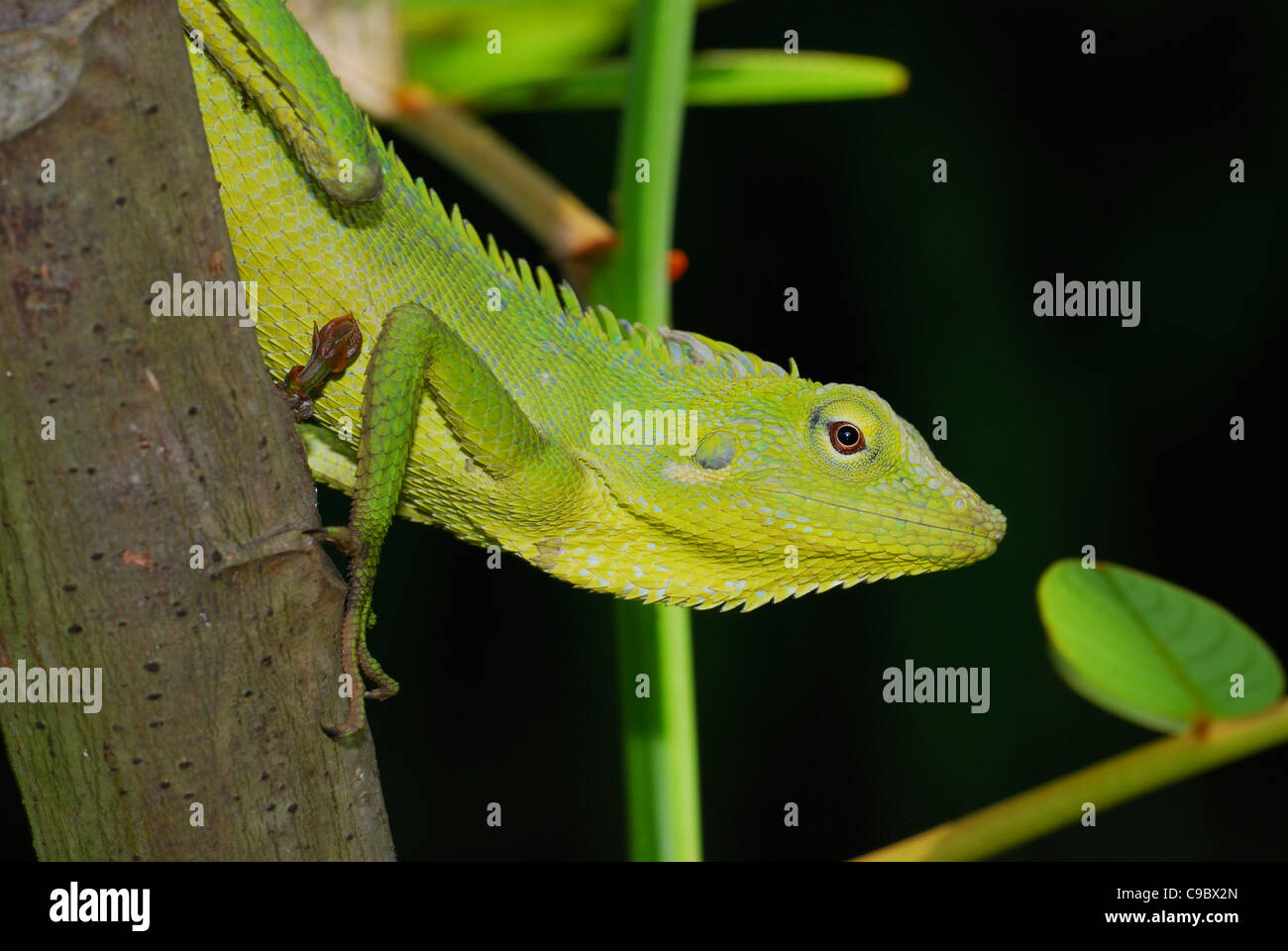 Green Tree Dragon Green Crested Lizard Borneo Bloodsucker Stock Photo ...