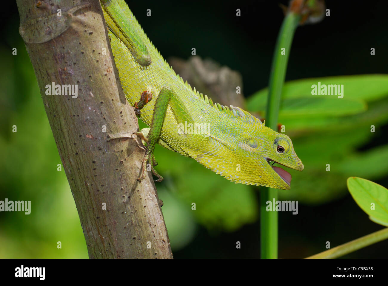 Green Tree Dragon Green Crested Lizard Borneo Bloodsucker Stock Photo ...