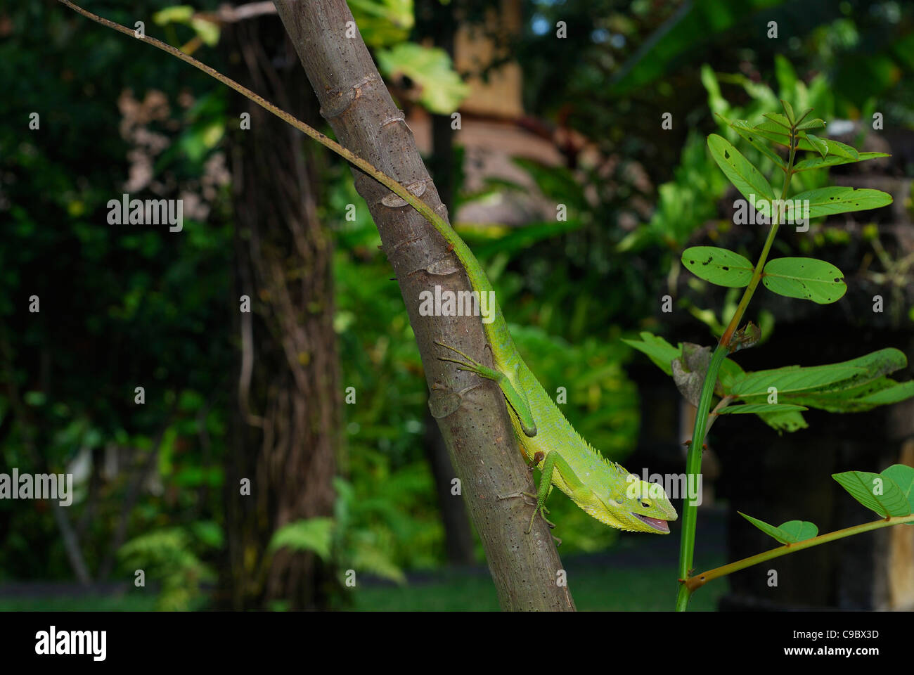 Green Tree Dragon Green Crested Lizard Borneo Bloodsucker Stock Photo ...