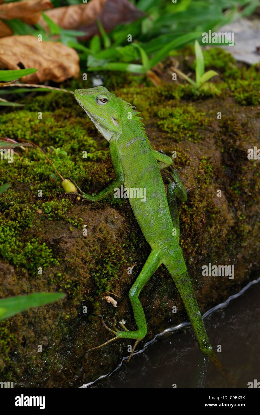 Green Tree Dragon Green Crested Lizard Borneo Bloodsucker Stock Photo ...