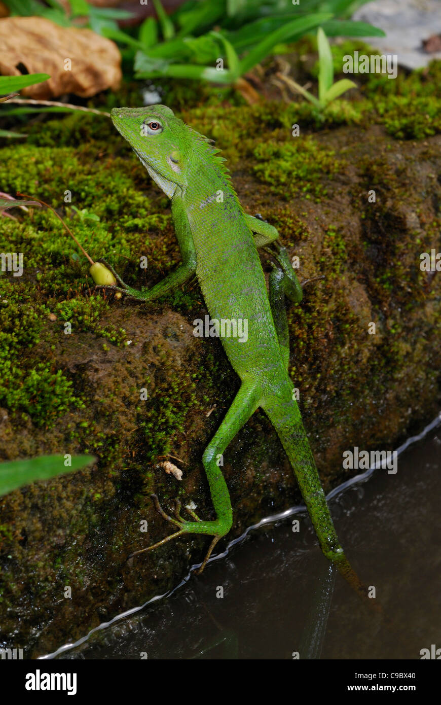 Green Tree Dragon Green Crested Lizard Borneo Bloodsucker Stock Photo ...