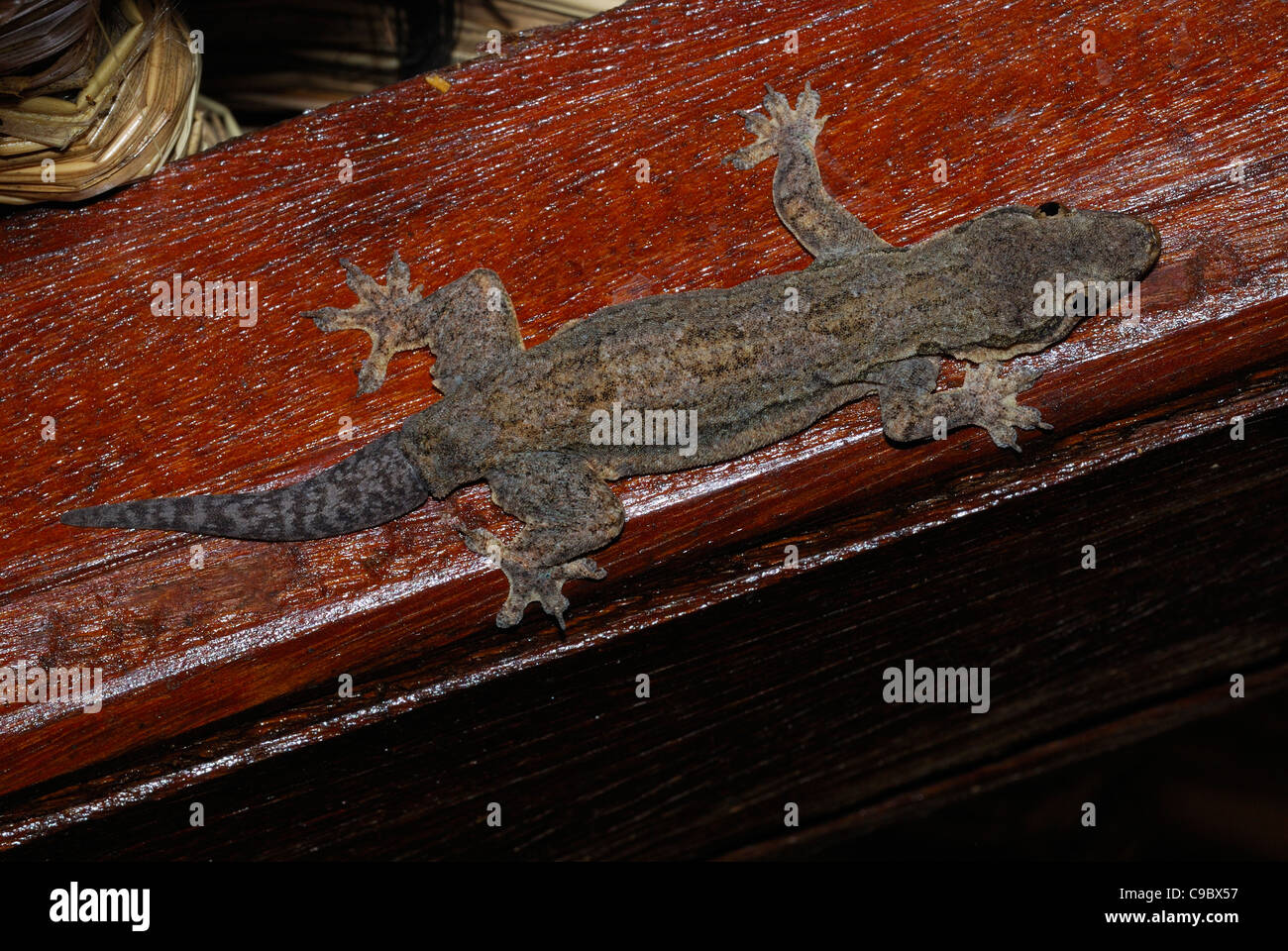 Common house gecko hi-res stock photography and images - Alamy