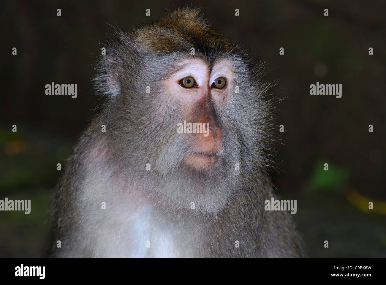 Long-tail Macaque female Macaca fascicularis Ubud Bali Indonesia Stock ...