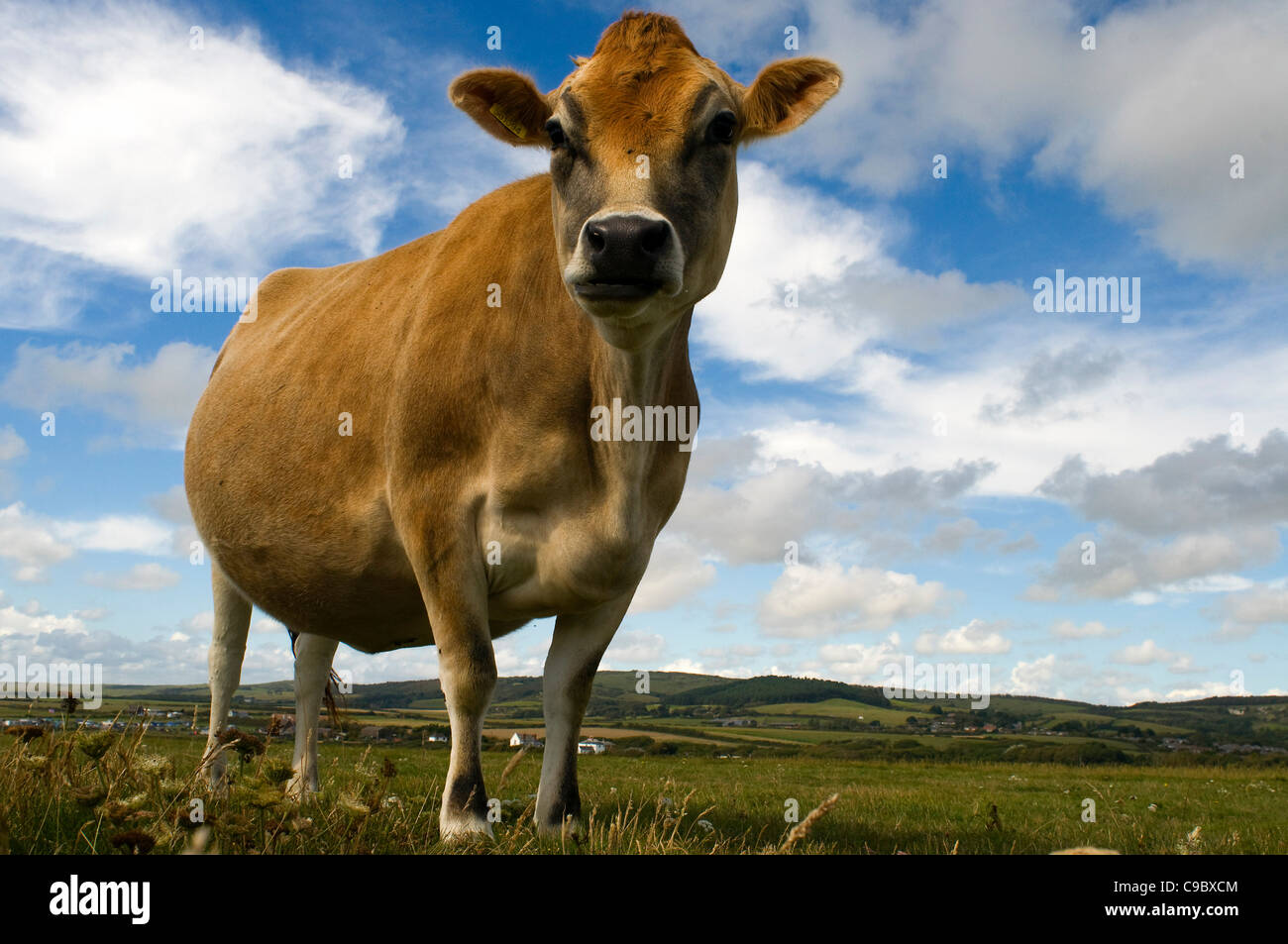 A Jersey cow chewing grass Stock Photo - Alamy