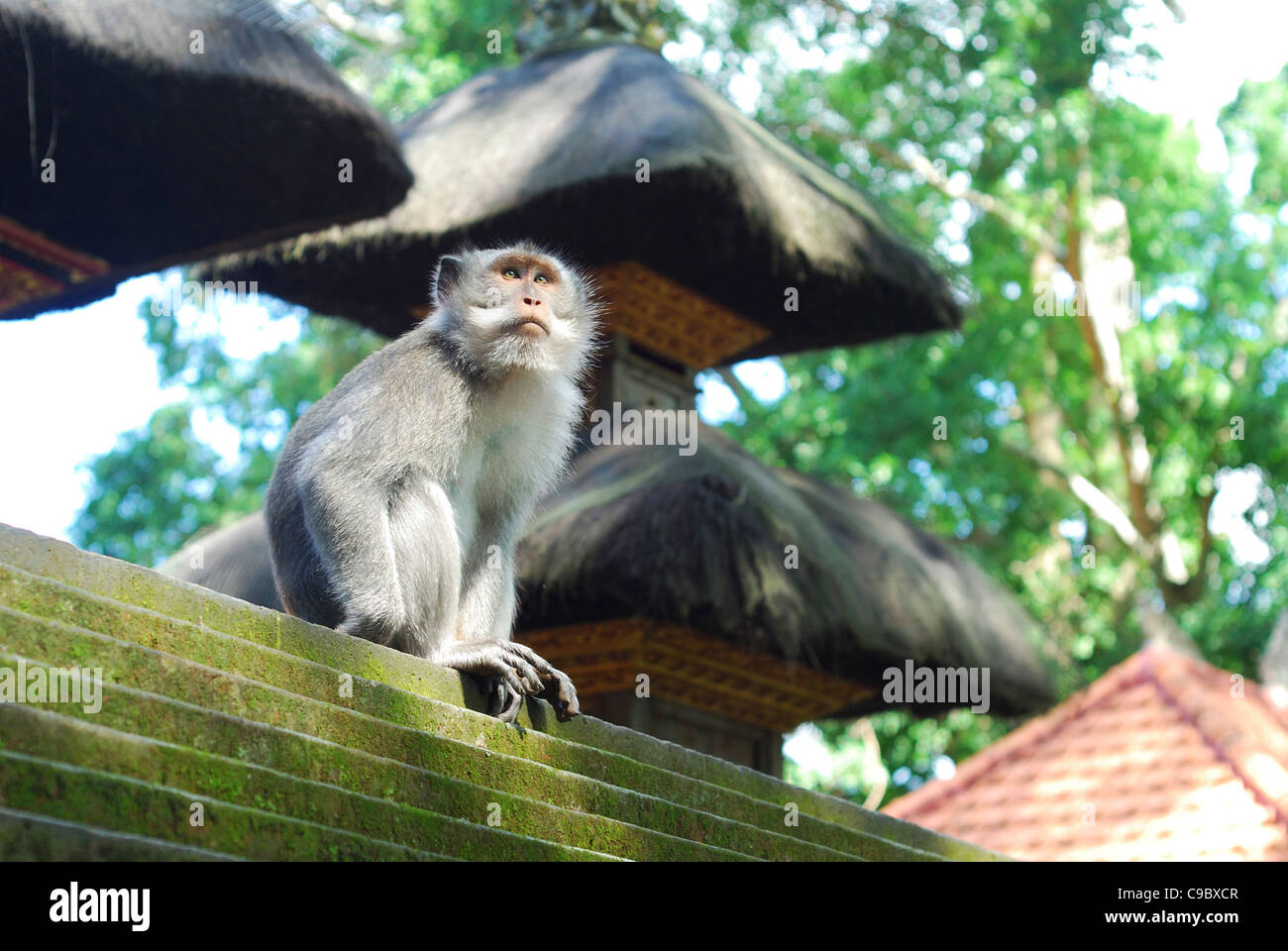 Male macaque hi-res stock photography and images - Alamy