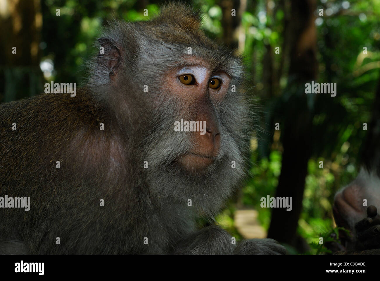 Male long tailed macaque hi-res stock photography and images - Alamy
