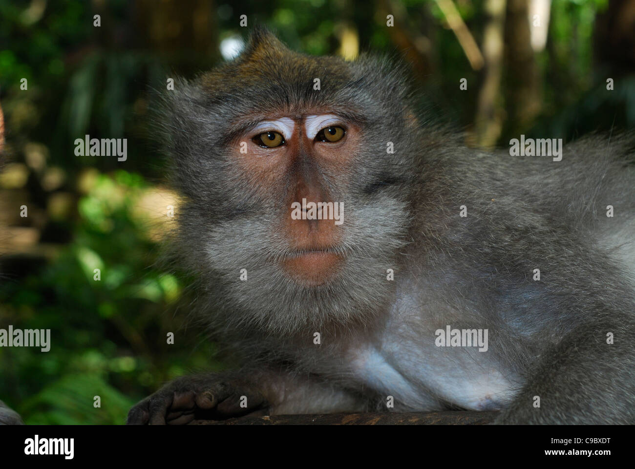 Long Tailed Macaque female Macaca fascicularis Ubud Bali Stock Photo ...