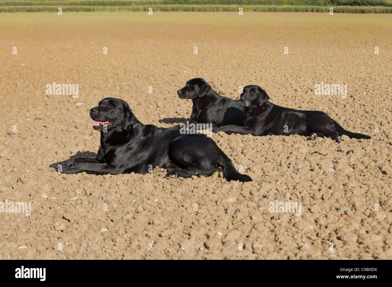 Black labrador retrieving hi-res stock photography and images - Alamy