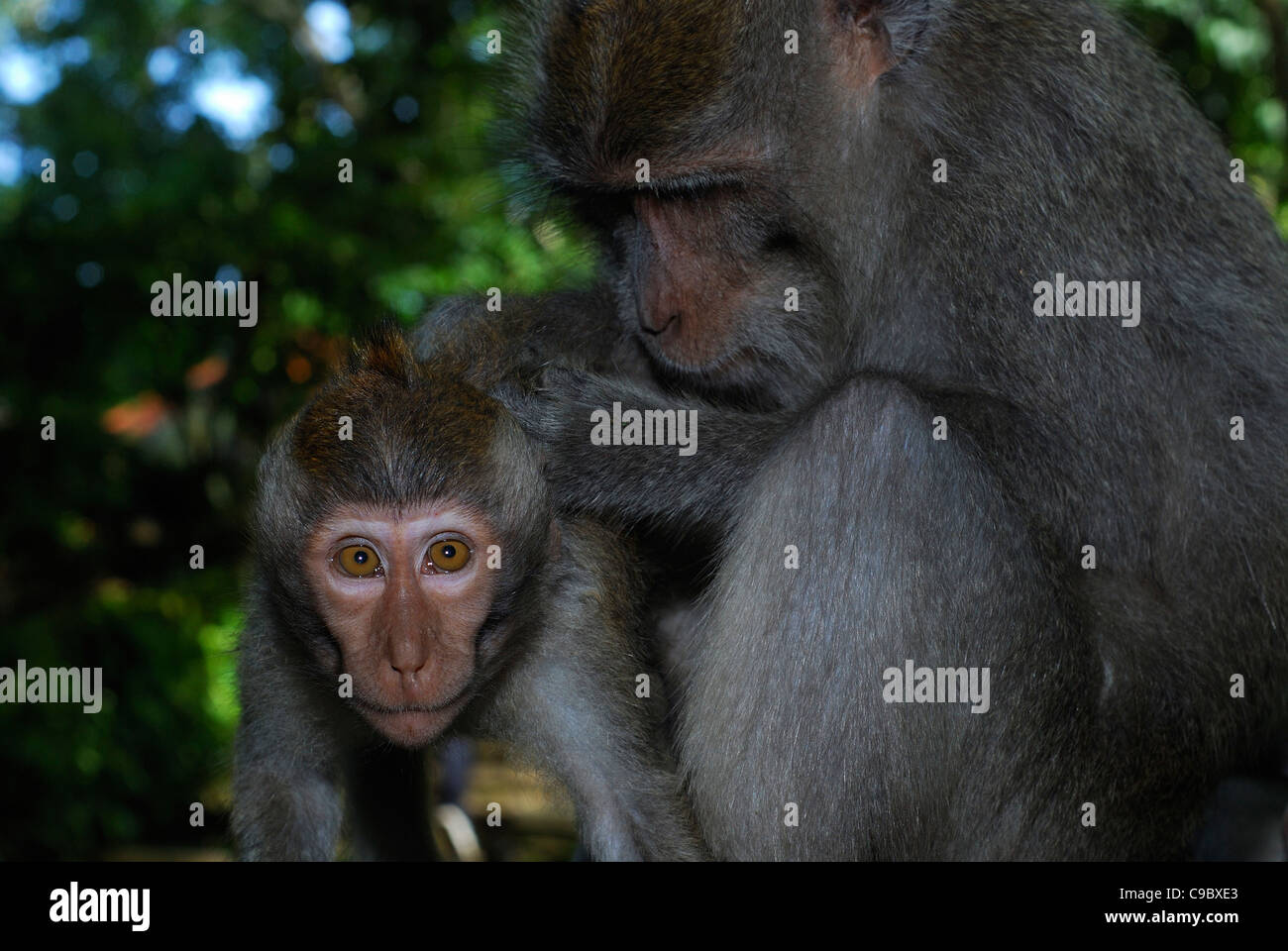 Long Tailed Macaque female grooming infant Macaca fascicularis Stock ...