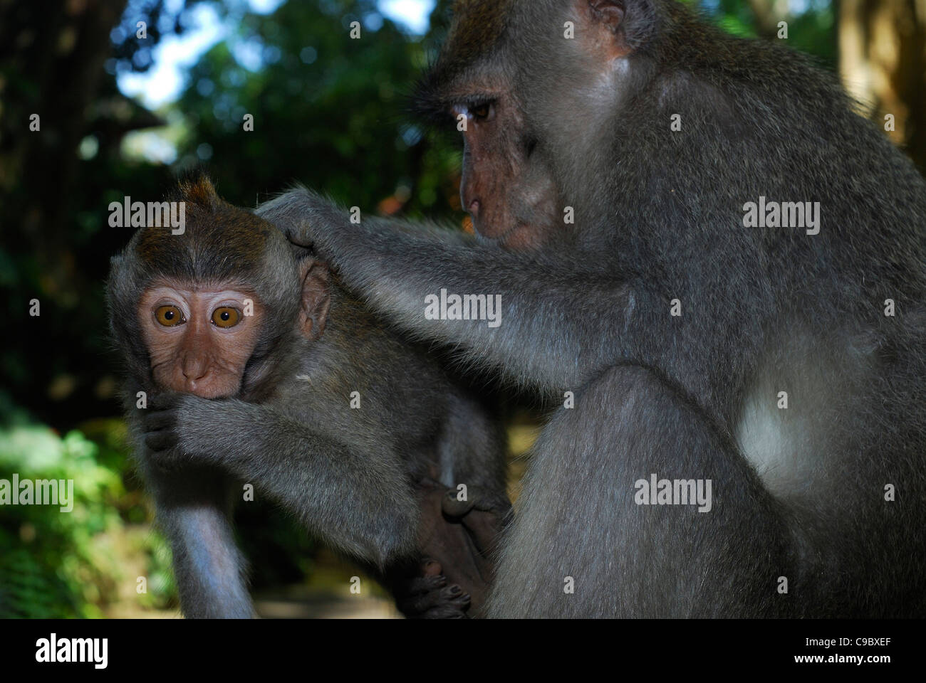Long Tailed Macaque female grooming infant Macaca fascicularis Stock ...