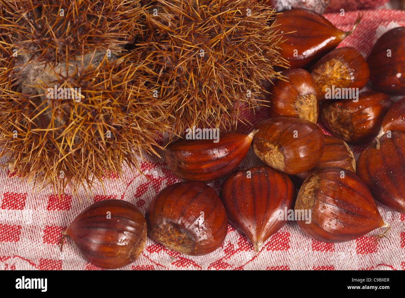 Fresh chestnut fruit typical in Autumn season Stock Photo - Alamy