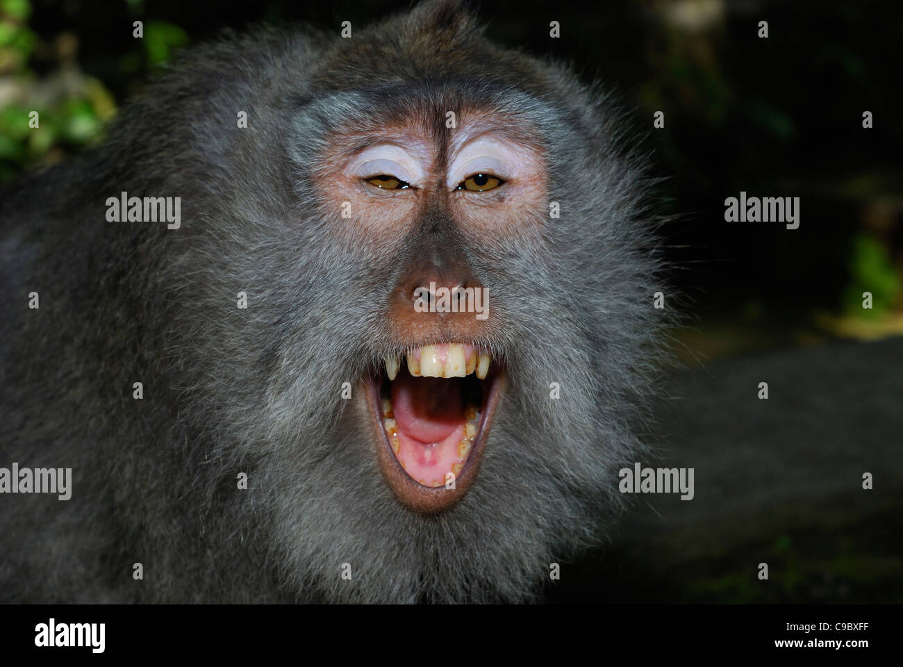 Long Tailed Macaque female yawning Macaca fascicularis Ubud Stock Photo ...