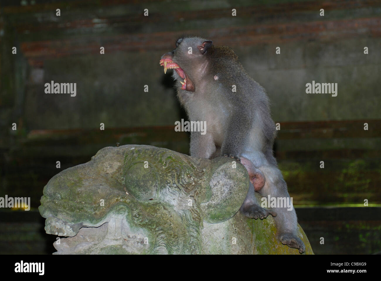 Long Tailed Macaque male showing teeth Macaca fascicularis Stock Photo ...