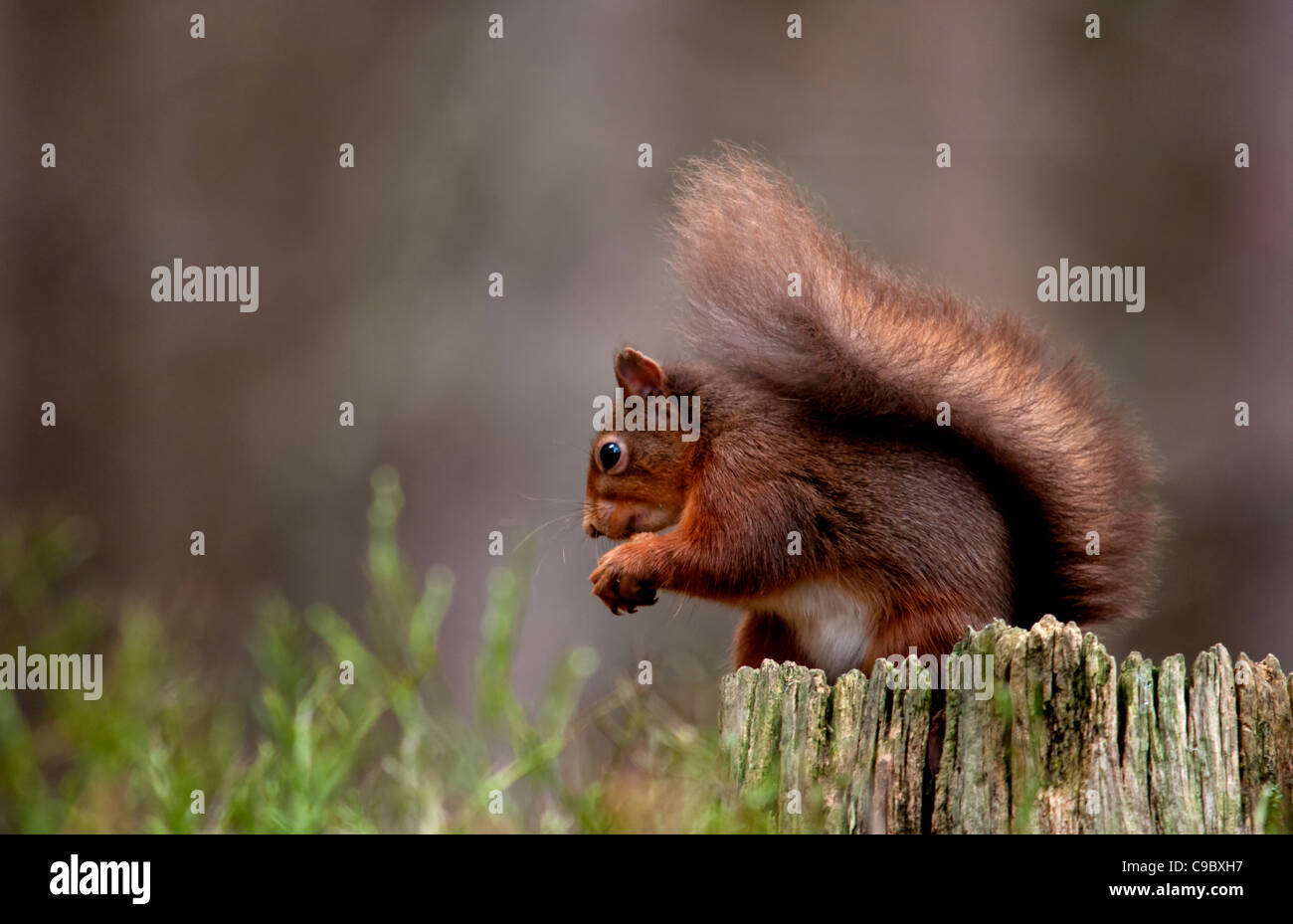 red squirrel sitting on stump looking left Stock Photo - Alamy