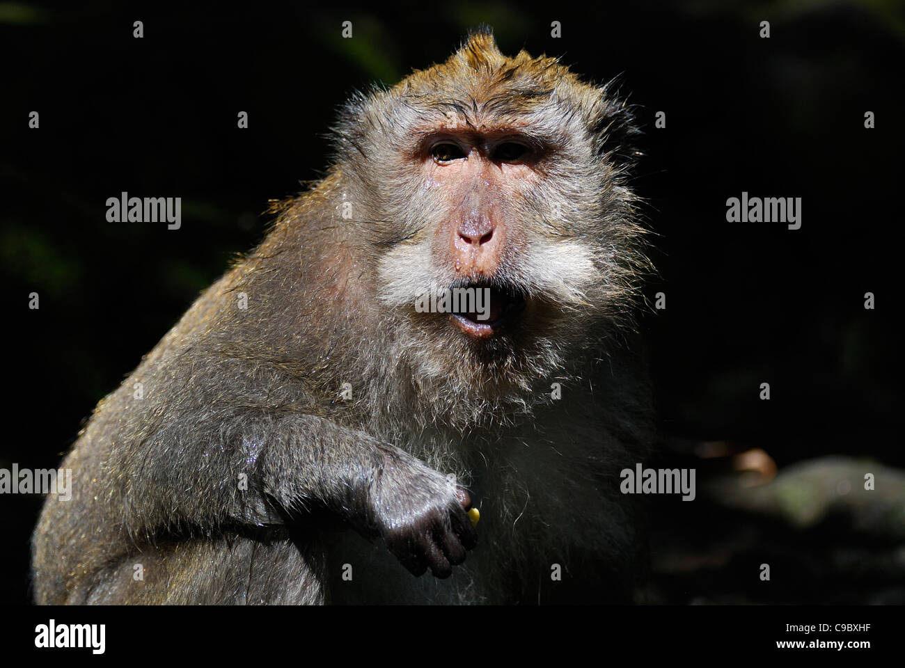 Male long tailed macaque hi-res stock photography and images - Alamy
