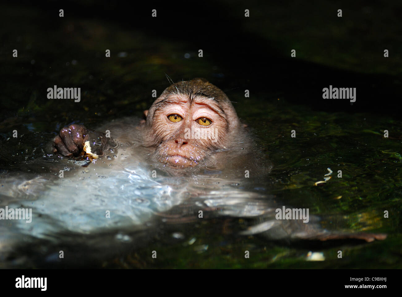 Long Tailed Macaque juvenile swimming Macaca fascicularis Ubud Stock ...